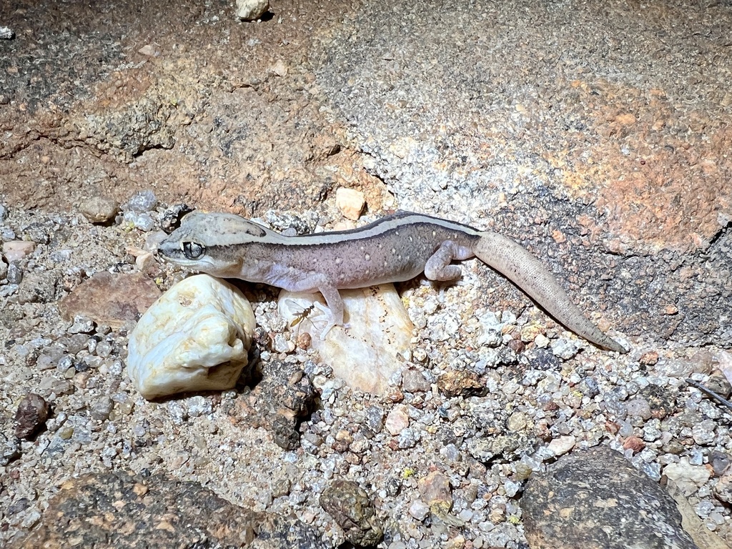 Gilbert Ground Gecko in April 2023 by Bruce Edley · iNaturalist
