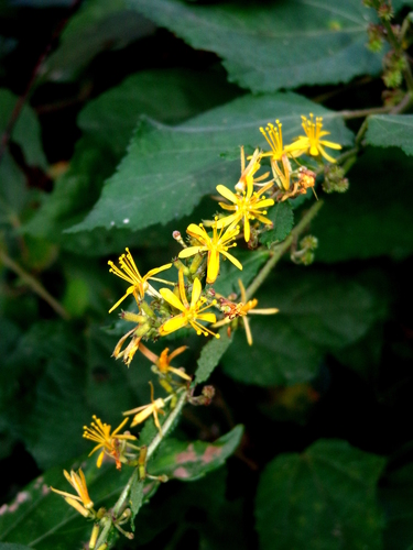 Mozote (Triumfetta semitriloba)