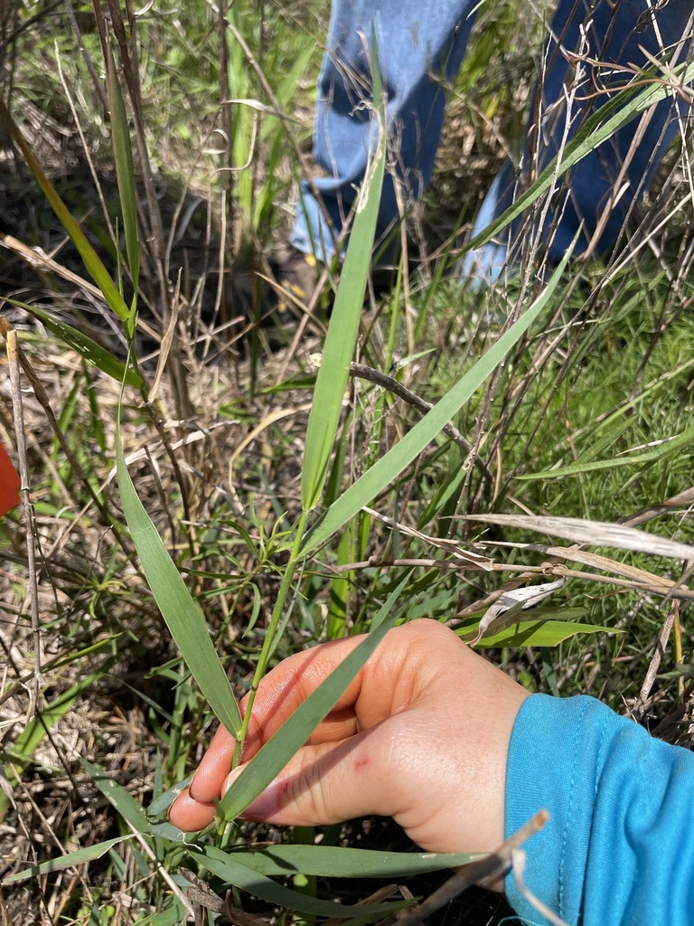 Perennial Goobergrass from Labelle, FL, US on April 13, 2023 at 01:22 ...