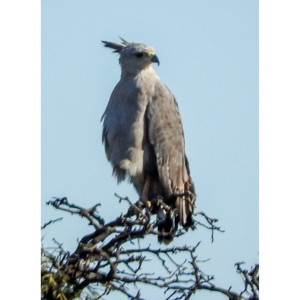 Chaco Eagle in August 2021 by Daniel Hischier · iNaturalist