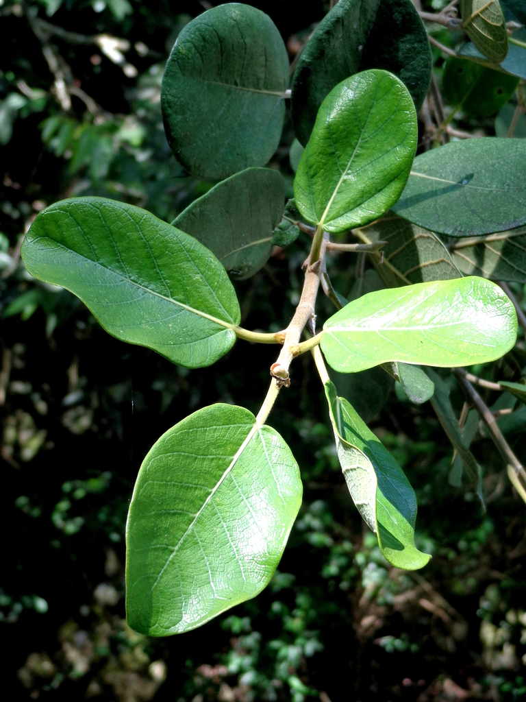 nacapul from Cañón del Novillo, Victoria, Tamaulipas on October 28 ...