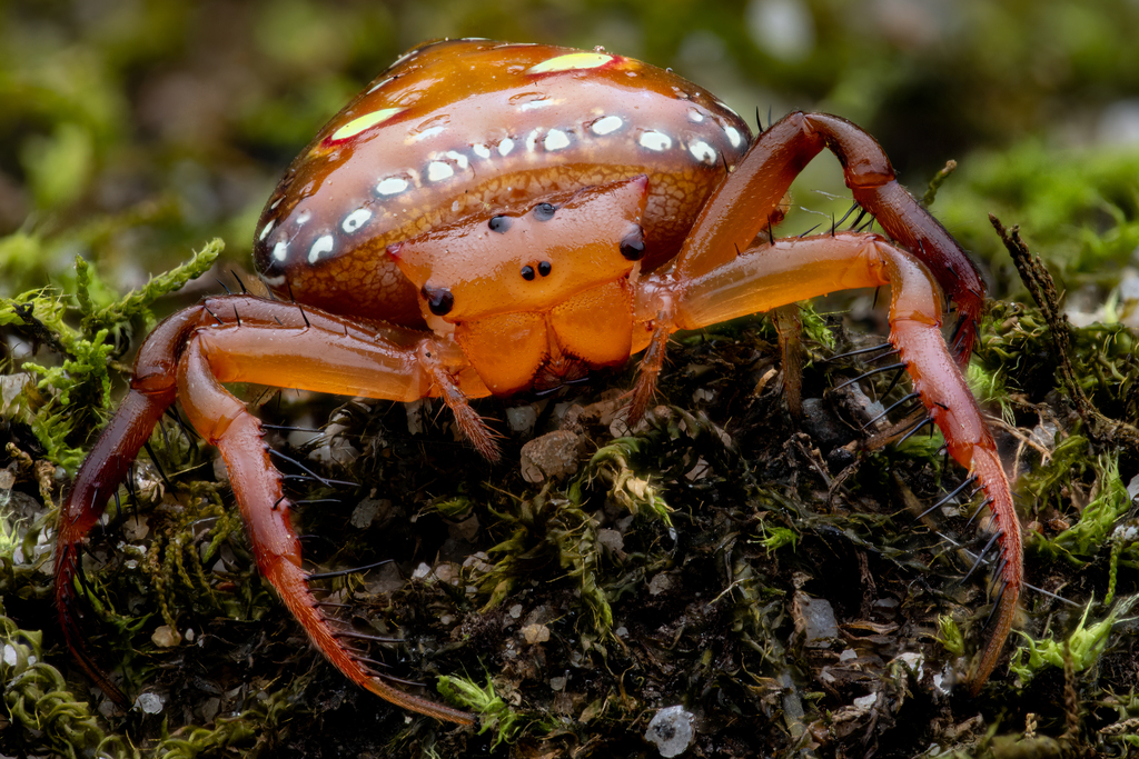 Common Triangular Spider from Sydney New South Wales, Australien on ...