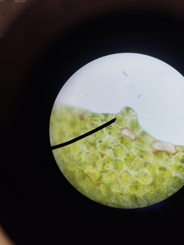 Symphyogyna rubescens · iNaturalist