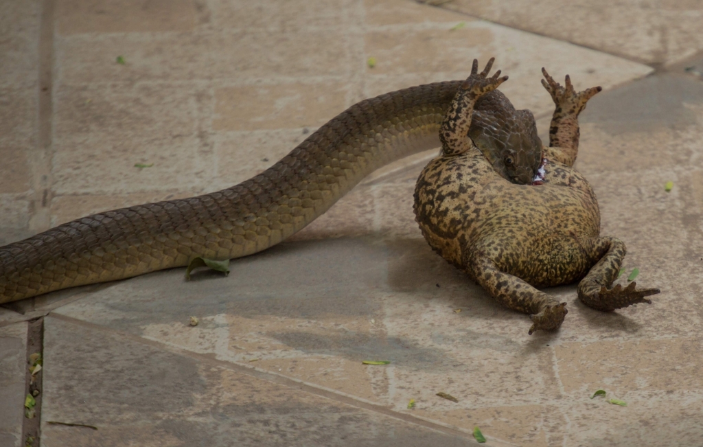 Wagler's Snake from Concepción del Bermejo, Chaco, Argentina on ...