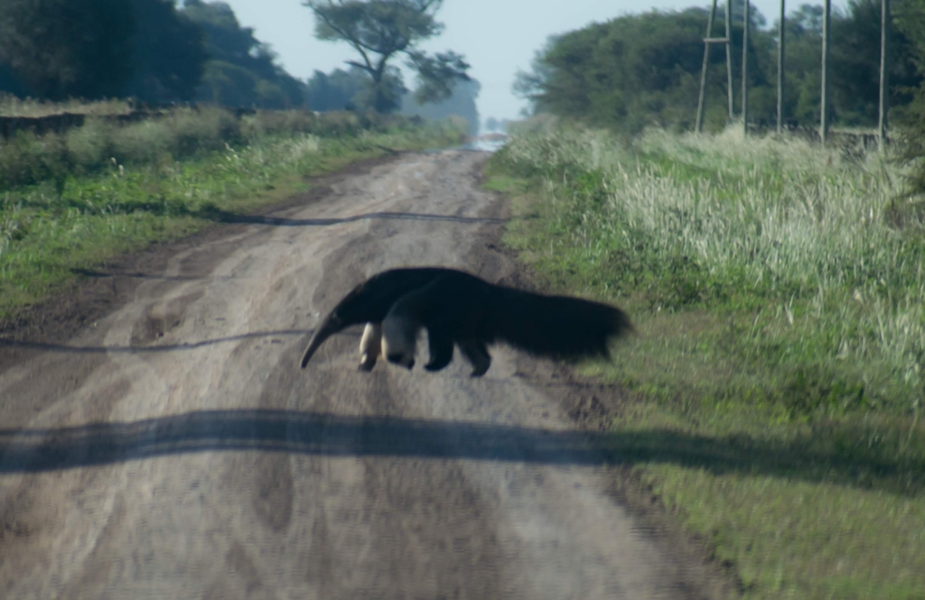 Giant Anteater in May 2020 by Daniel Hischier · iNaturalist