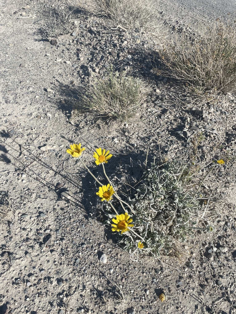 Ash Meadows Sunray in April 2023 by Montana Stevens · iNaturalist