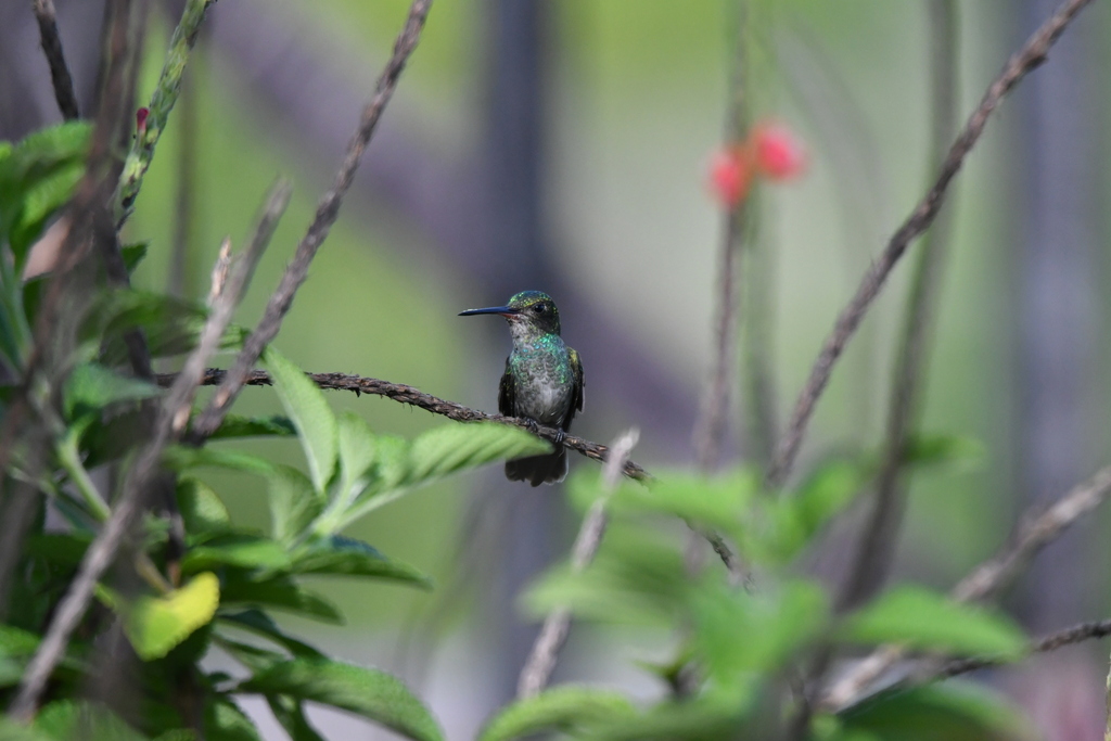 Mangrove Hummingbird in March 2023 by Edith HENNEQUART · iNaturalist