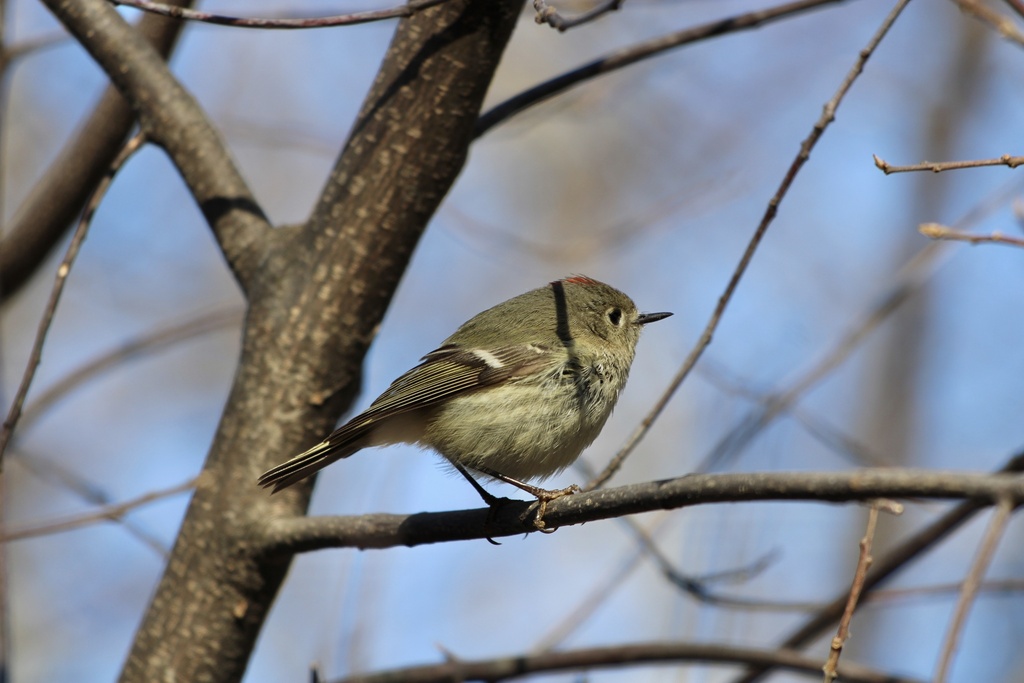 Ruby-crowned Kinglet from Amherst Point Bird Sanctuary, Cumberland, NS ...