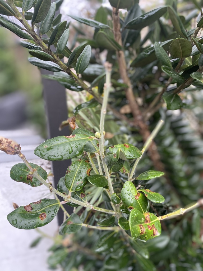 Myrtle Rust from North Island, Mount Maunganui, Bay of Plenty, NZ on ...