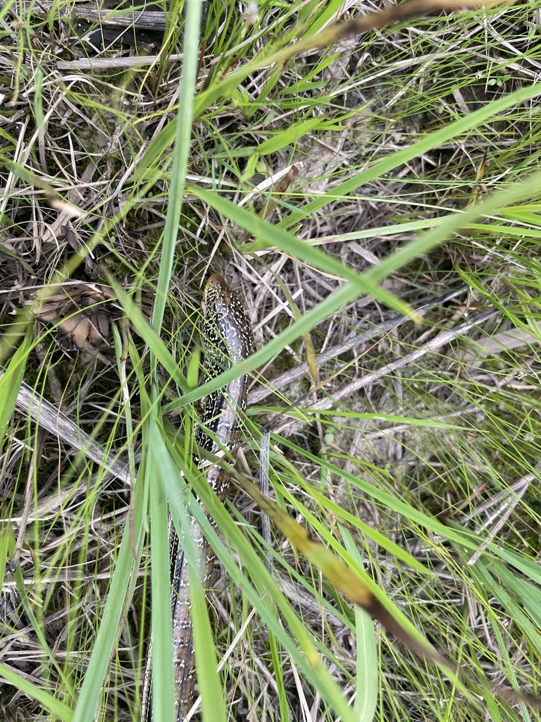 Western Slender Glass Lizard in April 2023 by jmyoung40 · iNaturalist