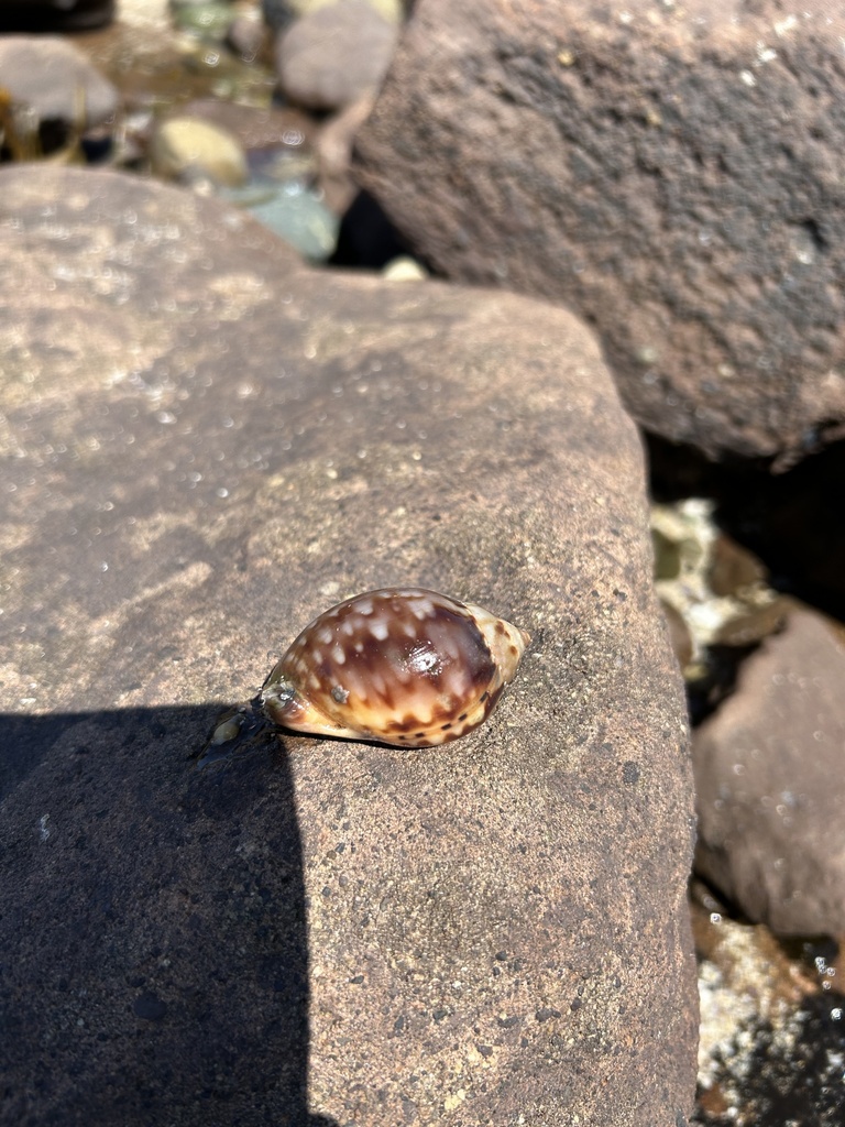 Labiate Helmet Snail from Darley St, Shellharbour, NSW, AU on March 05 ...