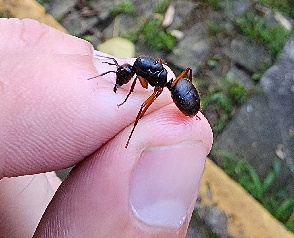 Camponotus rufipes from Petrópolis, RJ, 25645, Brasil on April 13, 2023 ...