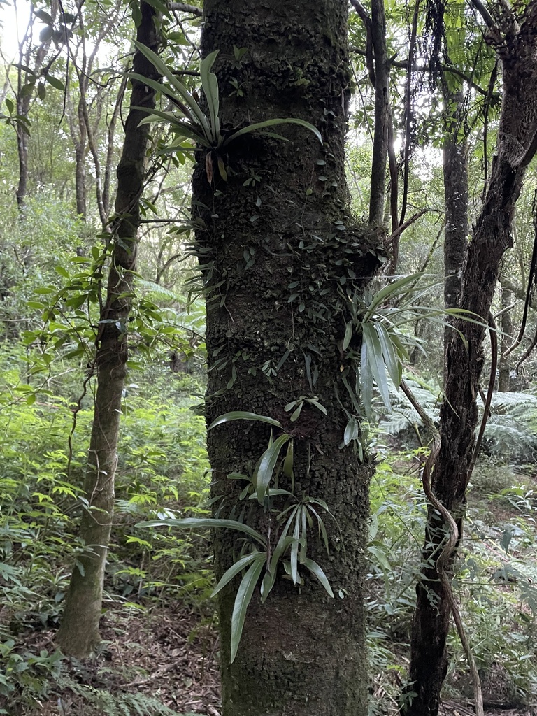Bird's nest fern from Springbrook, QLD, AU on April 12, 2023 at 04:56 ...