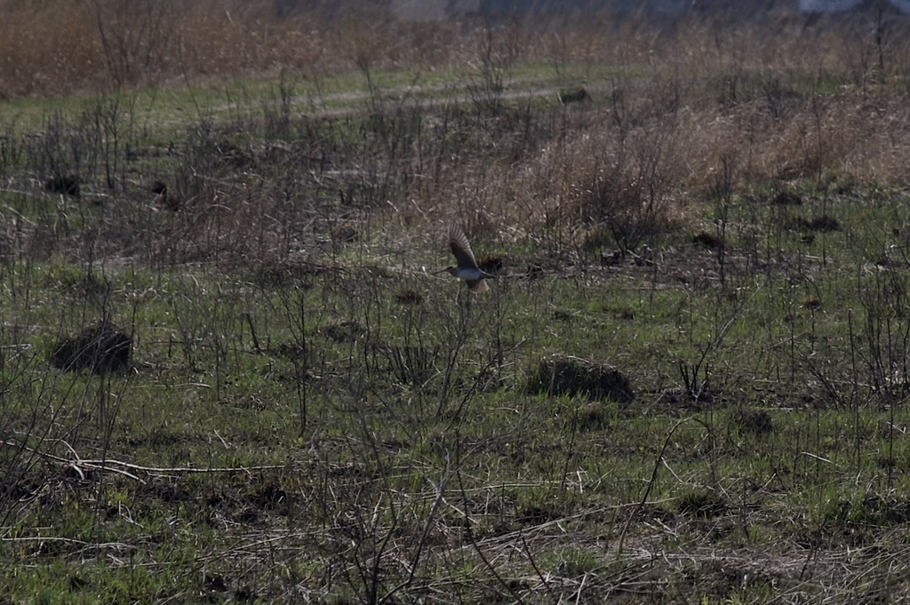 Wilson's Snipe from Cook County, IL, USA on April 08, 2023 at 02:51 PM ...