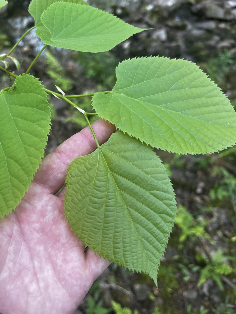 basswood from Ouachita National Forest, Hodgen, OK, US on April 13 ...