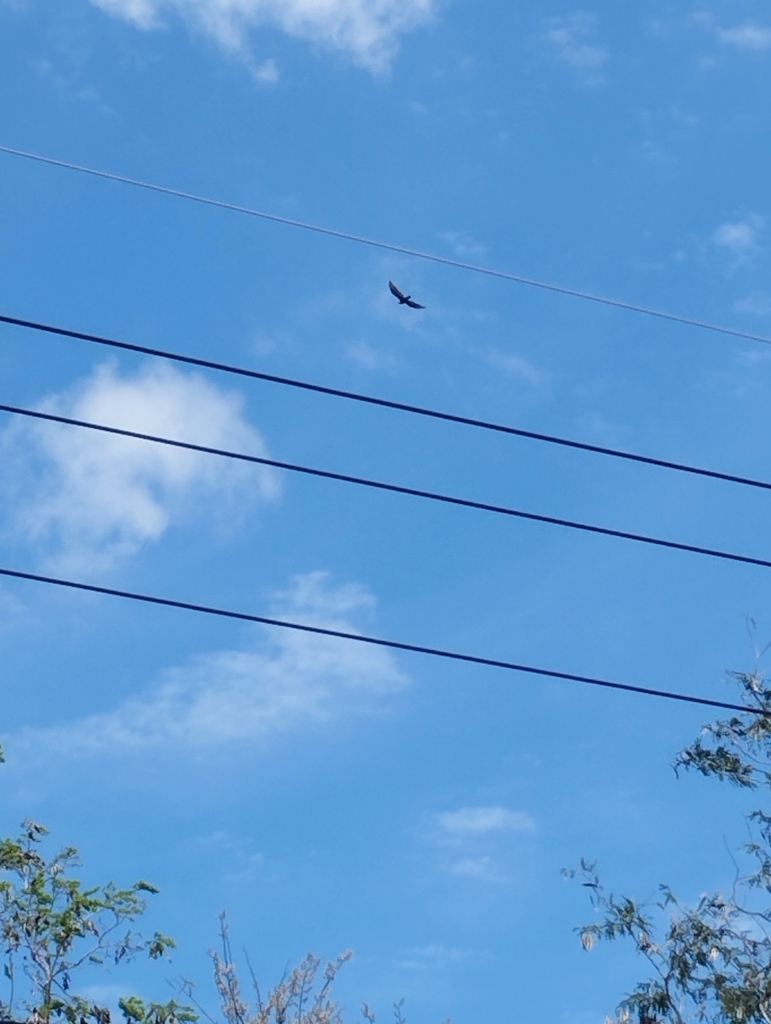 Turkey and Yellow-headed Vultures from ENES Mérida, UNAM on March 15 ...