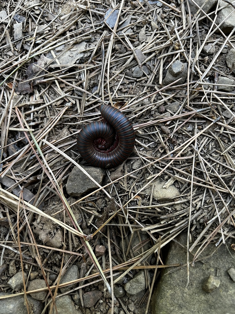 American Giant Millipede Complex from Ouachita National Forest ...