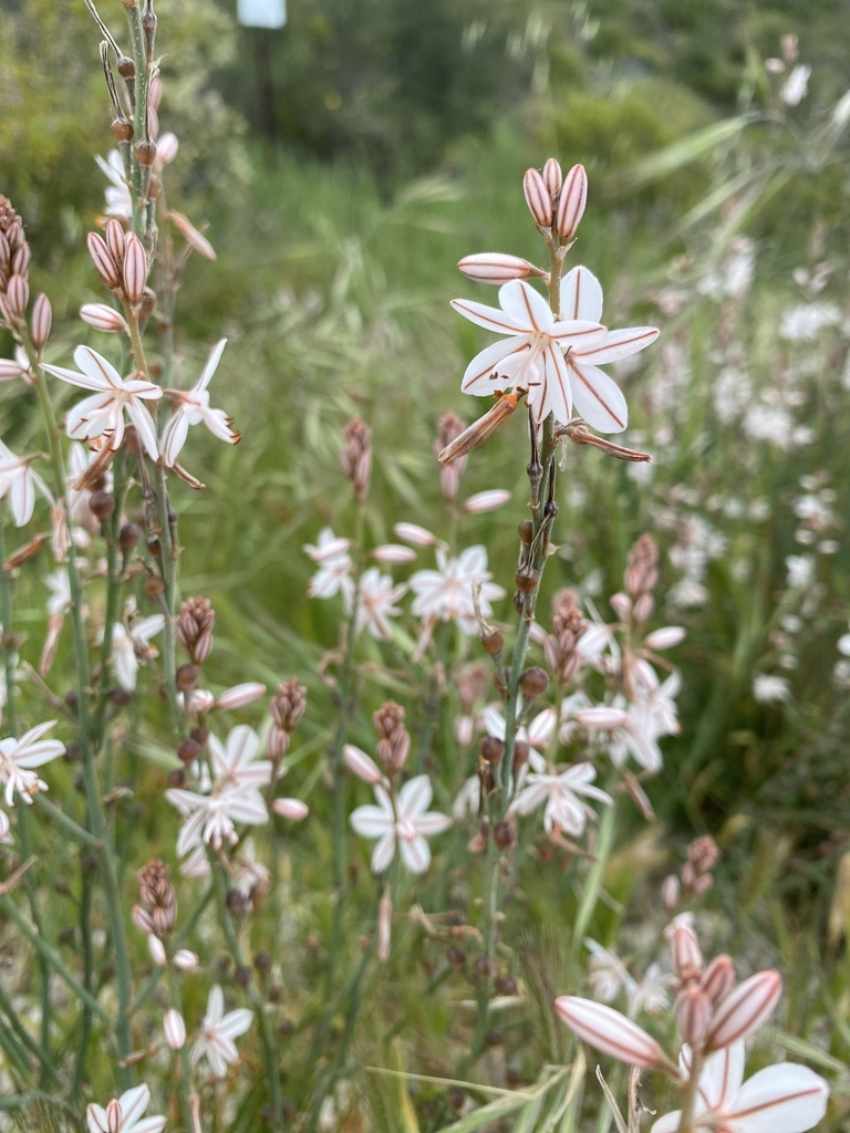 Onion-Leafed Asphodel from Los Padres National Forest, Santa Barbara ...