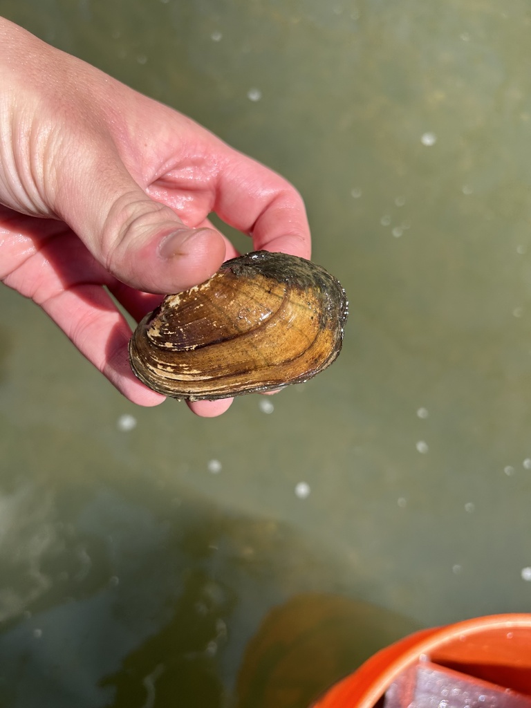 Fatmucket from Alum Creek Trail, Westerville, OH, US on April 13, 2023 ...