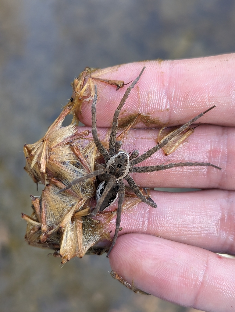 Banded Fishing Spider from Mt Washington, Cincinnati, OH 45230, USA on ...