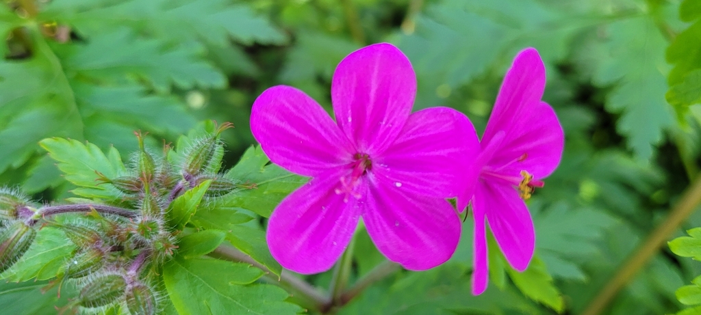 Ruberta from Clarendon Heights, San Francisco, CA, USA on April 9, 2023 ...