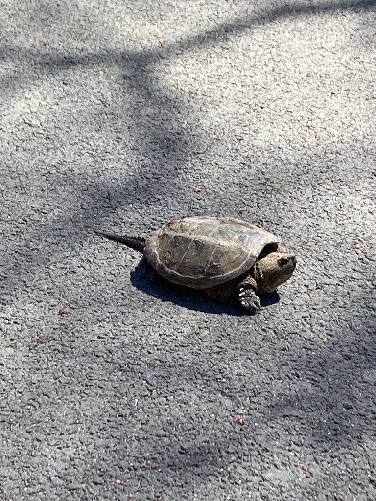 Common Snapping Turtle from Silver Sands State Park, Milford, CT, US on ...