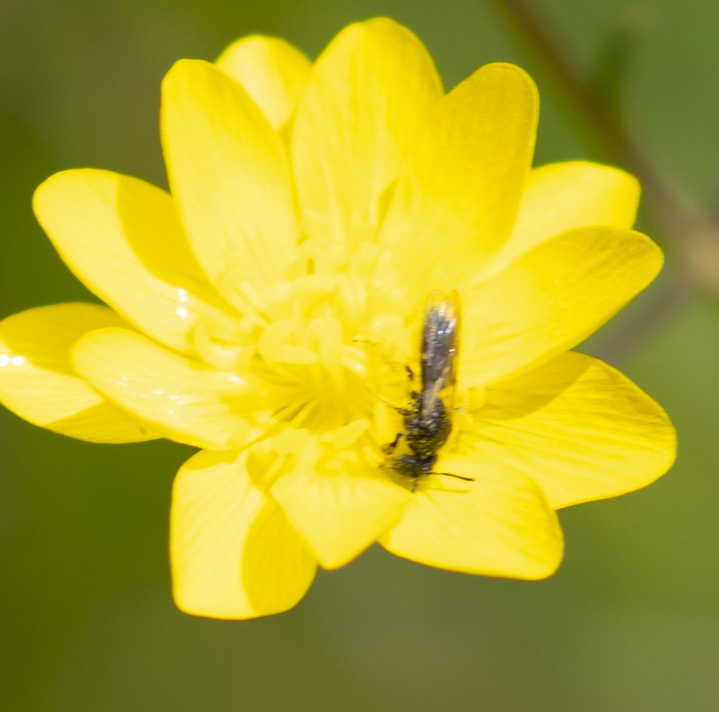 Panurginus from Contra Costa County, CA, USA on April 06, 2023 at 11:32 ...