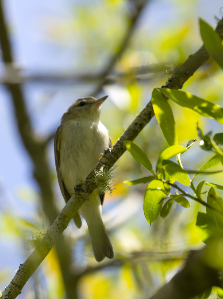 Warbling Vireo from Contra Costa County, CA, USA on April 11, 2023 at ...