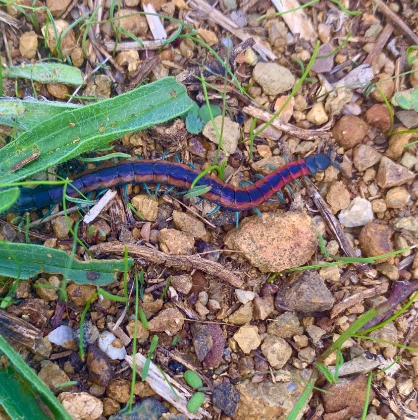 Scolopendra laeta from O'Connor Ridge Nature Reserve, O'Connor, ACT, AU ...