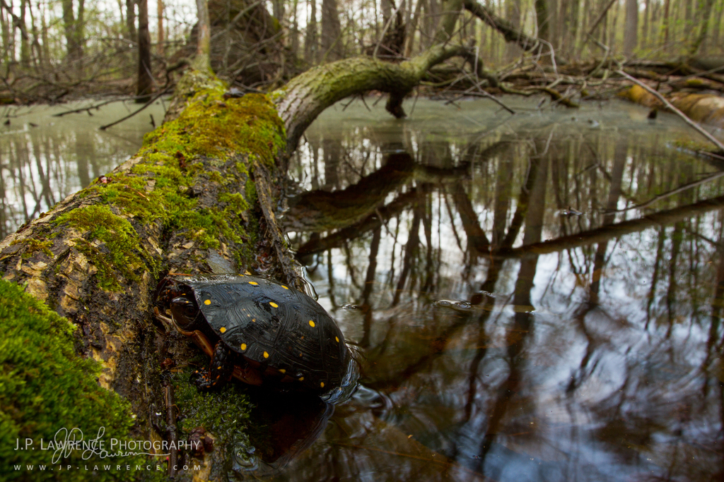 Spotted Turtle in May 2015 by J.P. Lawrence. Spotted Turtle from the ...