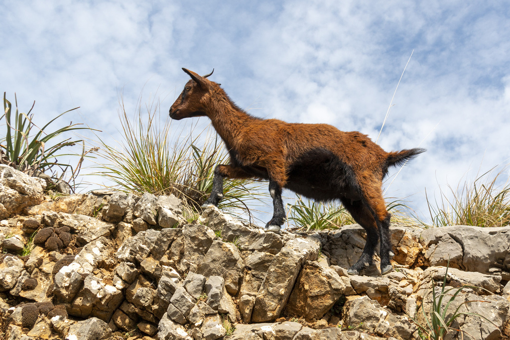 Domestic Goat from Balearic Islands, Spain on April 10, 2023 at 08:00 ...