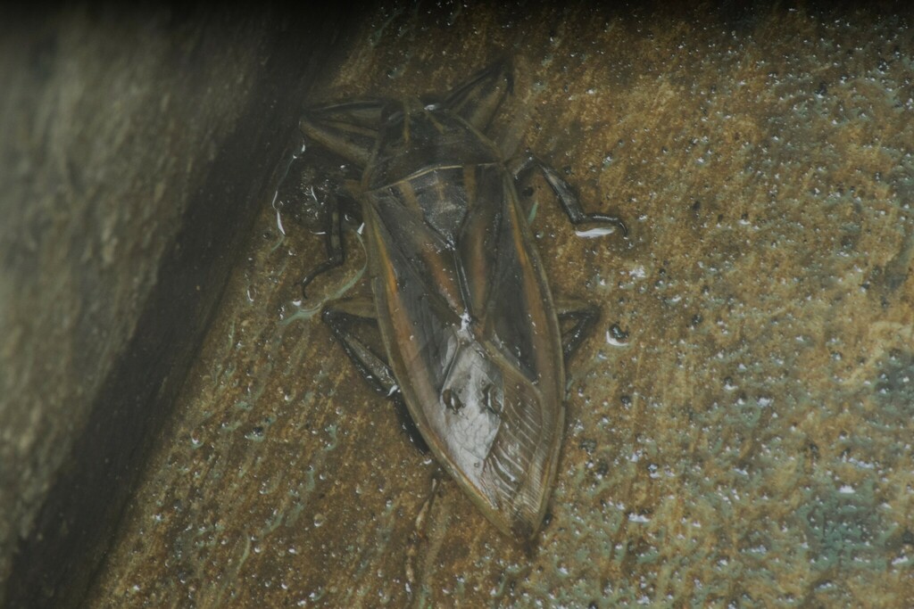 Asian Giant Water Bug from East Sumba Regency, East Nusa Tenggara ...