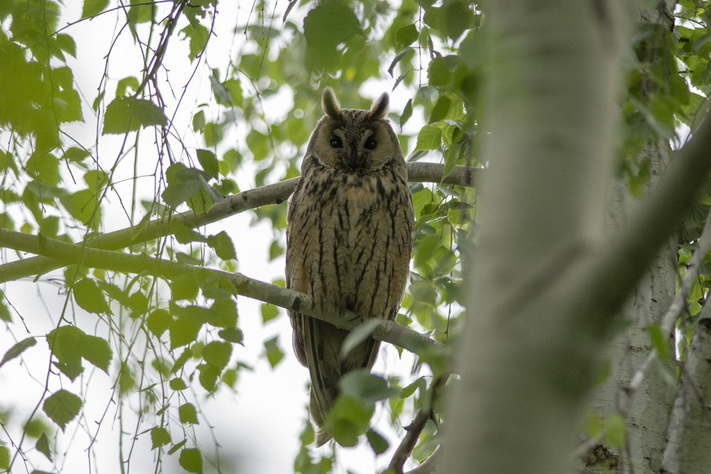 Long-eared Owl from Darnyts'kyi District, Kyiv, Ukraine, 02000 on May ...