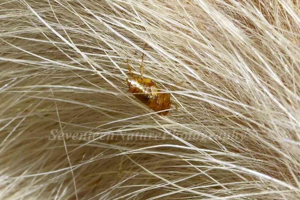 Fleas from 中国江苏省南京市江宁区 on April 9, 2023 at 01:49 PM by 石柒 · iNaturalist