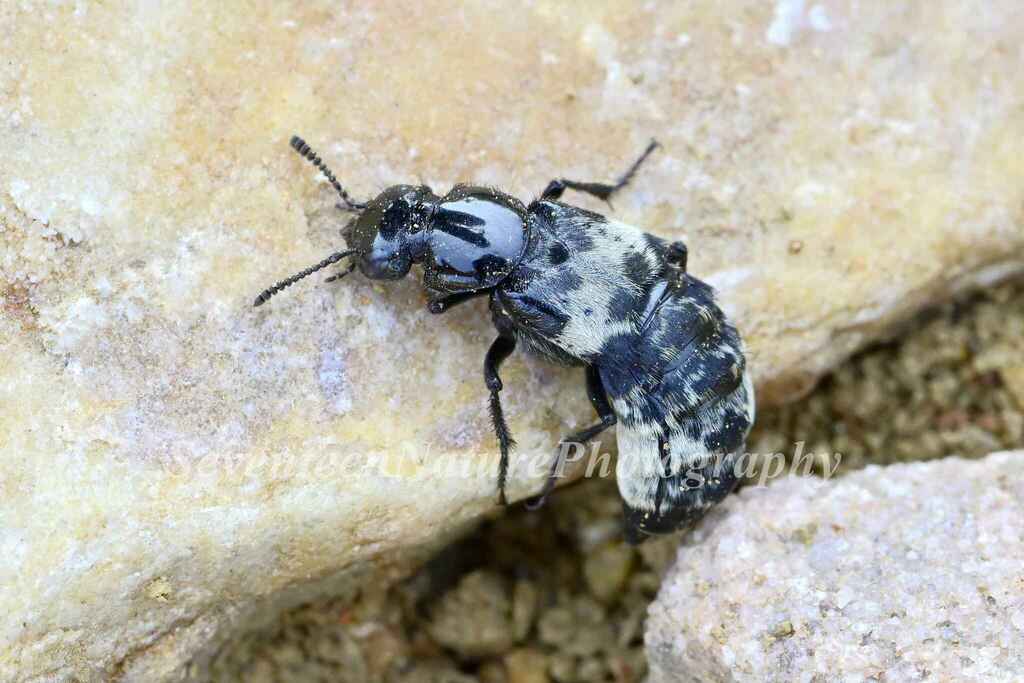 hairy rove beetle from 中国江苏省南京市江宁区 on April 09, 2023 at 02:18 PM by Shi ...