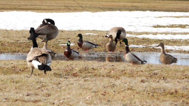 Canada Goose from Point Park, Fort Frances, Rainy River District ...