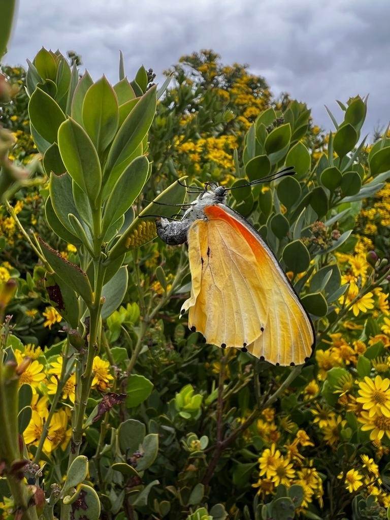Common Dotted Border from False Bay Road, Pringle Bay, WC, ZA on April ...