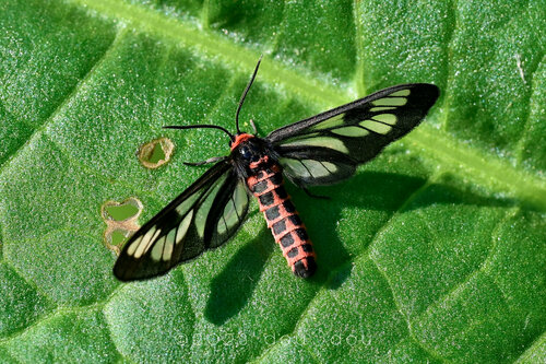 Caeneressa graduata · iNaturalist United Kingdom