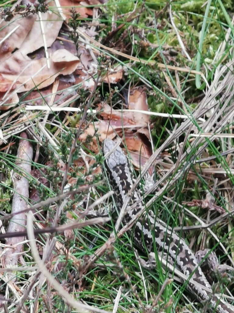 Sand Lizard from Ry, 8680 Ry, Denmark on April 14, 2023 at 02:48 PM by ...