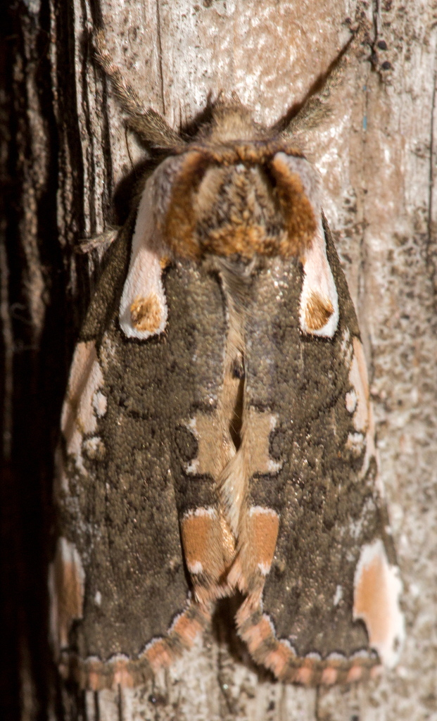 Dogwood Thyatirid Moth from Washington County, VT, USA on April 14 ...