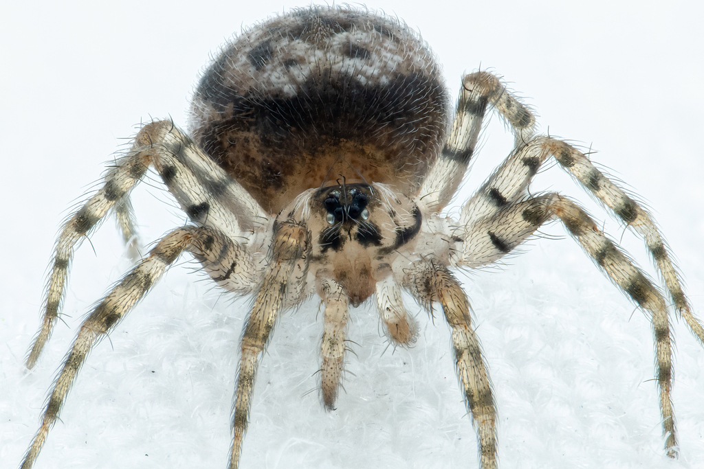 Wall Spider from Sydney New South Wales, Australien on February 04 ...