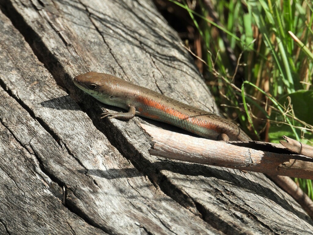 Southern Rainbow-skink in April 2023 by Jack Morgan · iNaturalist