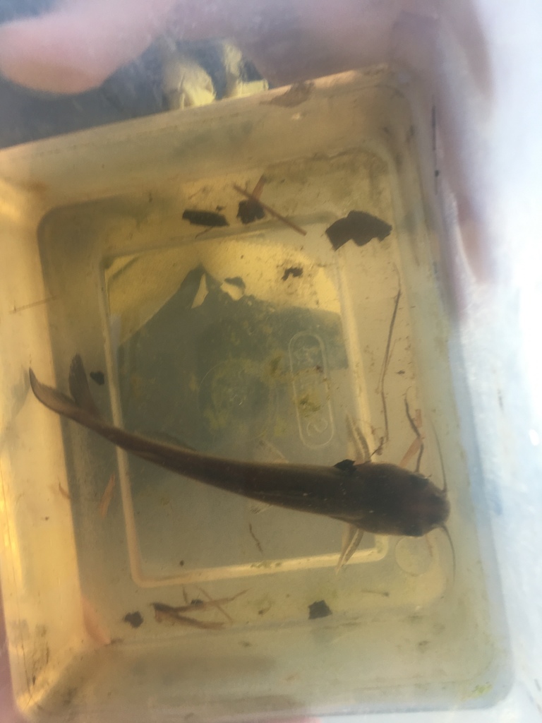 Blue Catfish from Winyah Bay, , SC, US on October 16, 2018 at 10:35 AM ...