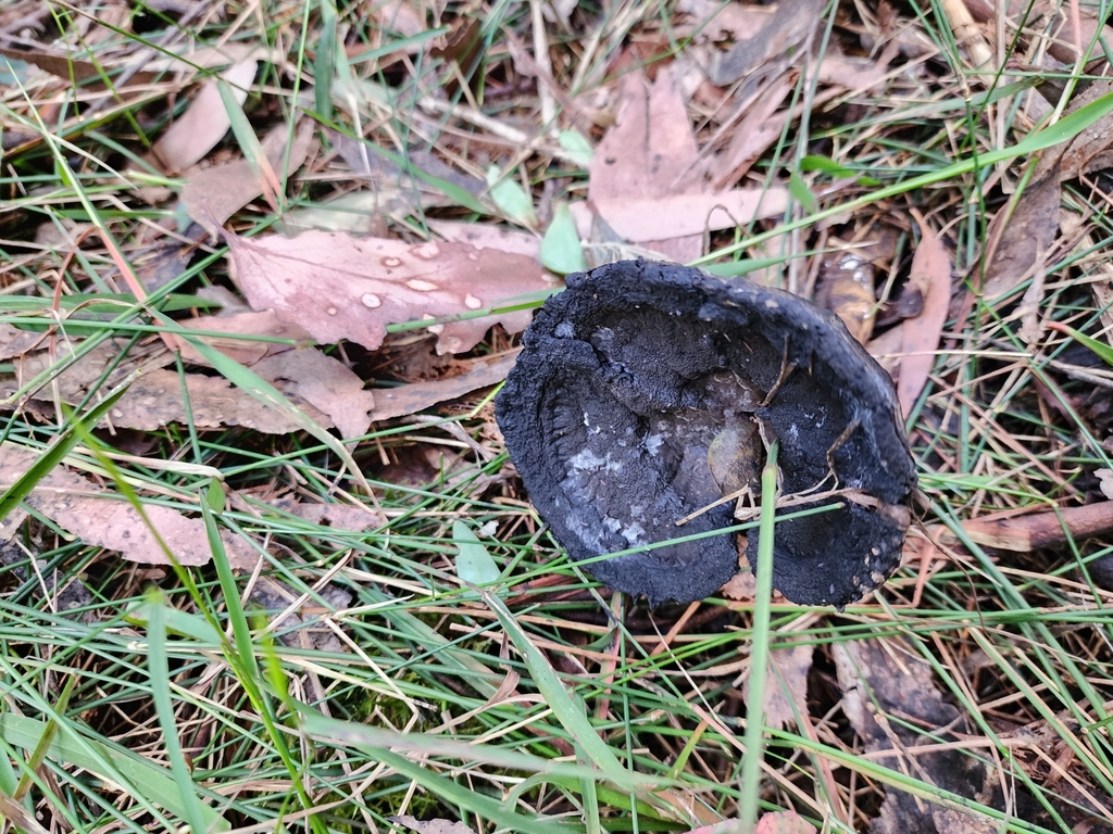 red-staining stalked polypore from Toolangi VIC 3777, Australia on ...