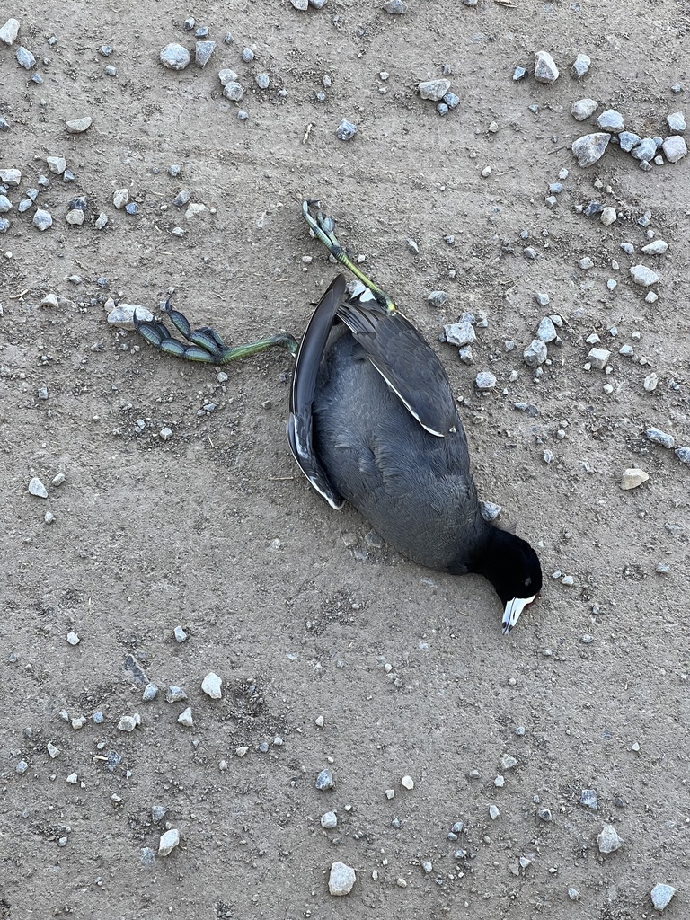 American Coot from E Overholser Dr, Oklahoma City, OK, US on April 11 ...