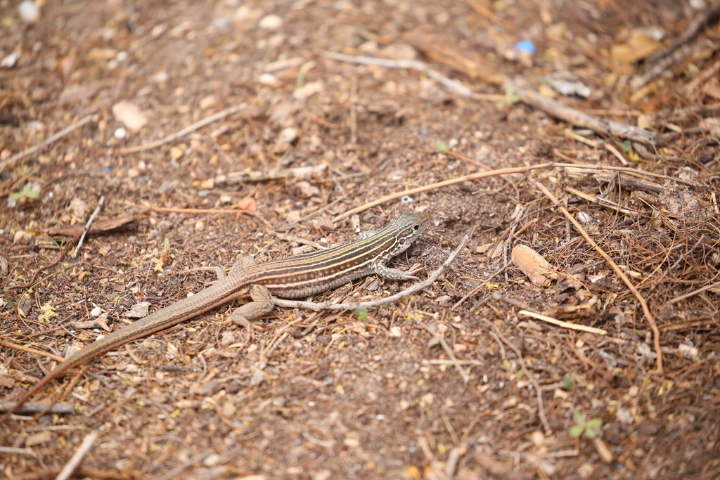 Common Spotted Whiptail from Edinburg, TX, USA on April 04, 2023 at 11: ...