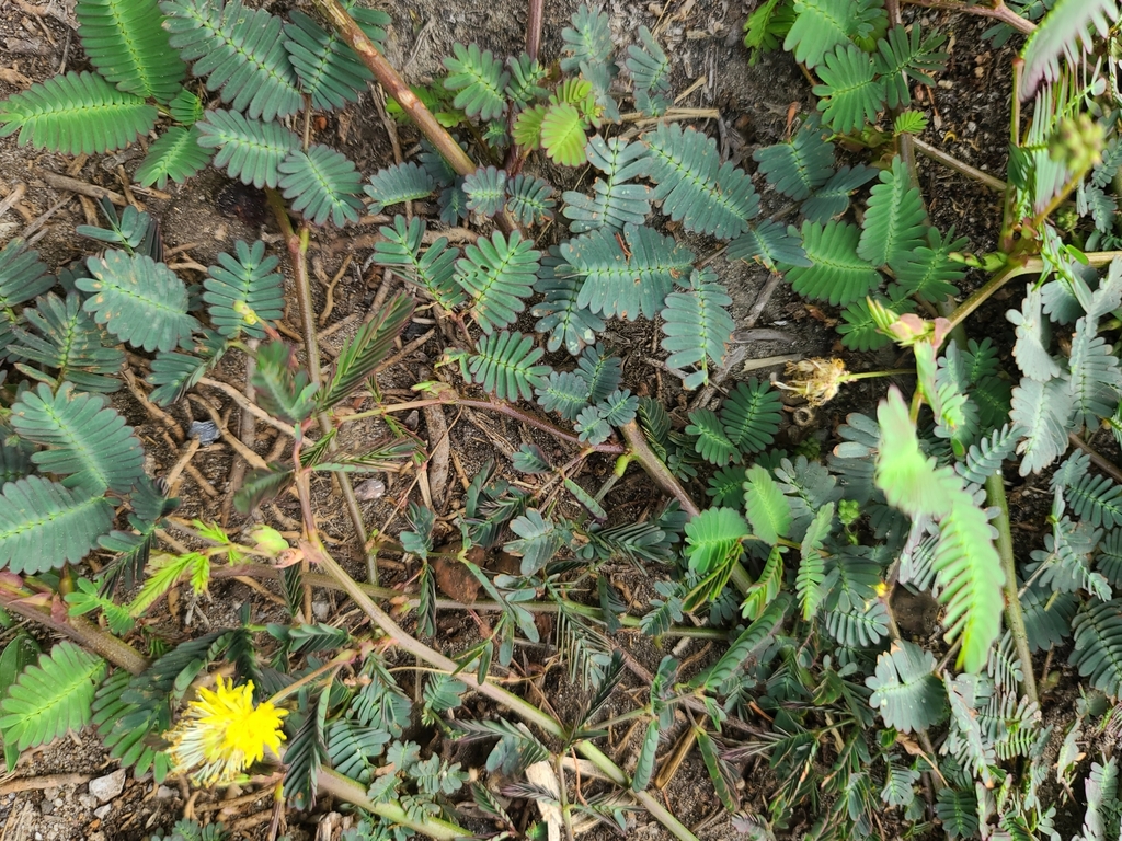 Mimoseae from Obrera, 89050 Tampico, Tamps., México on April 14, 2023 ...