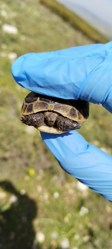Asia Minor Tortoise in April 2023 by Nur Kayalı · iNaturalist