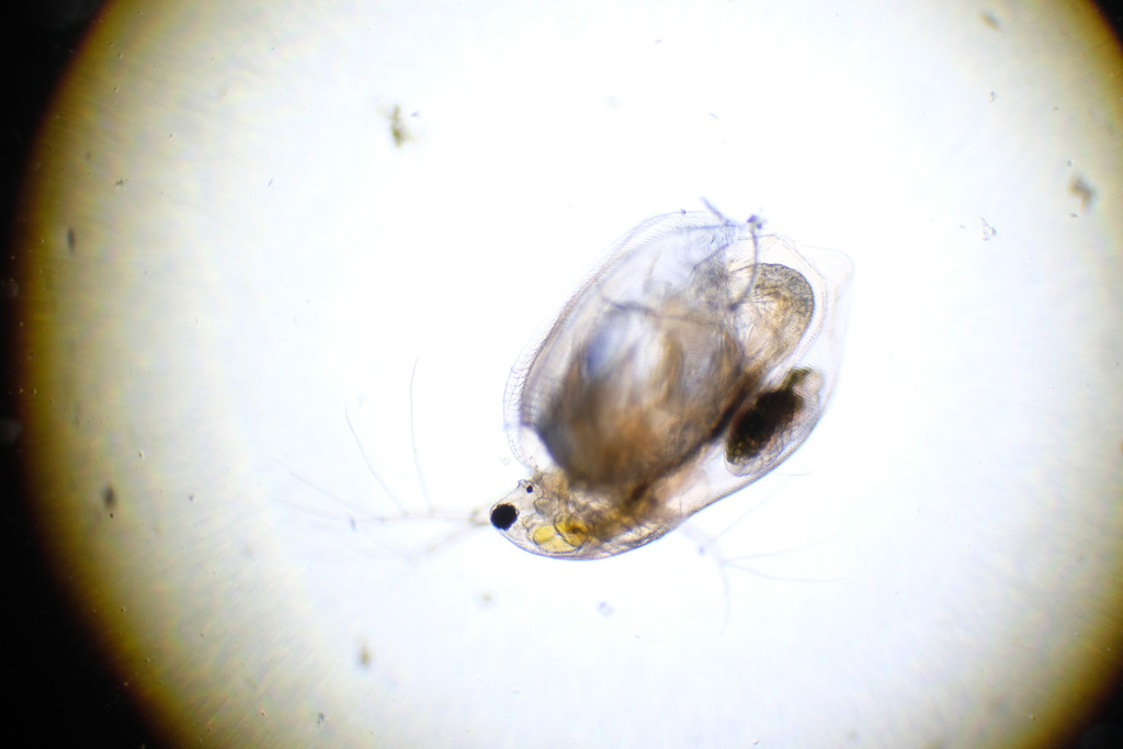 Simocephalus exspinosus in April 2023 by tadamcochran ...