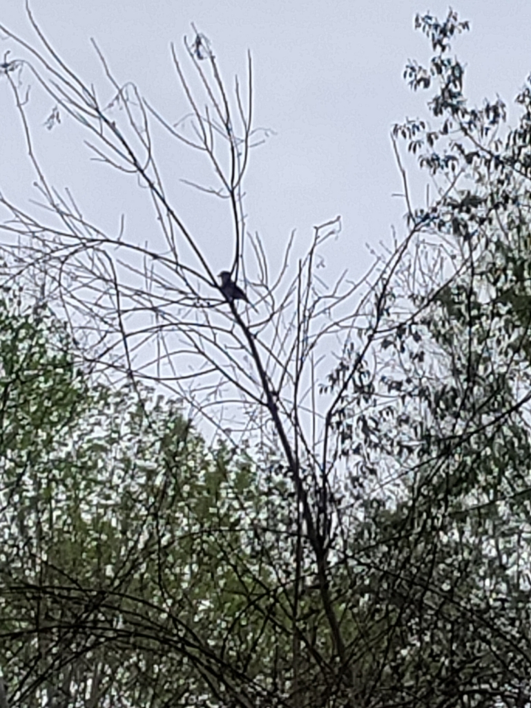 Blue Jay from Owsley County, KY, USA on April 14, 2023 at 11:23 AM by ...